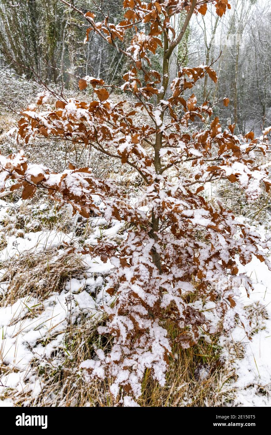 Beech tree sapling hi-res stock photography and images - Alamy