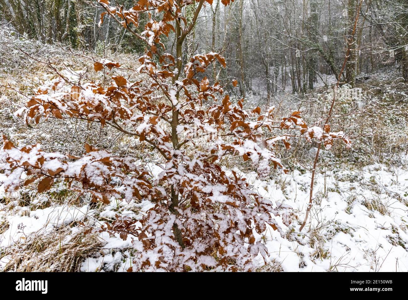 Snow falling on a beech tree sapling in a Cotswold woodland near the ...