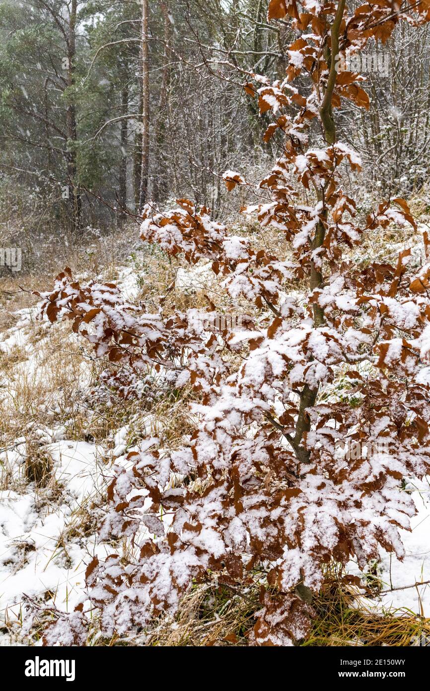 Snow falling on a beech tree sapling in a Cotswold woodland near the ...
