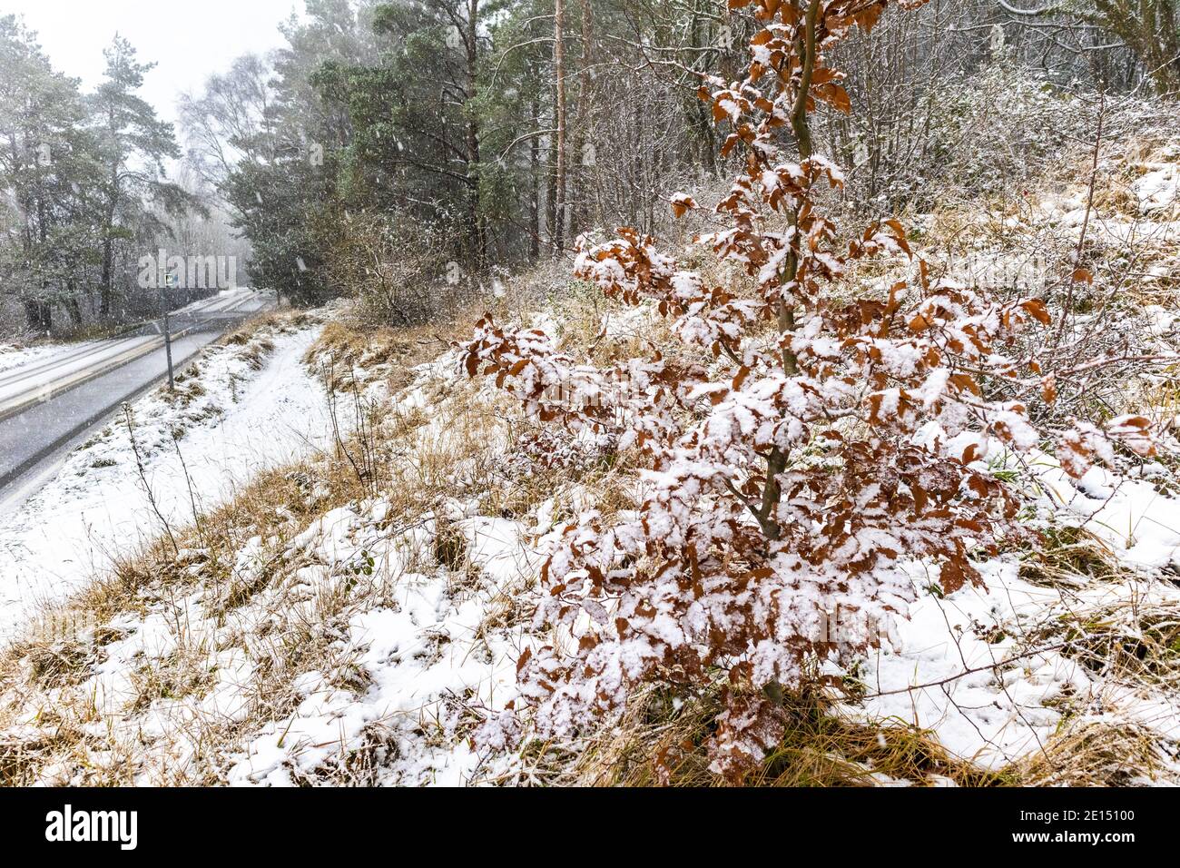 Snow falling on a beech tree sapling in a Cotswold woodland beside the ...