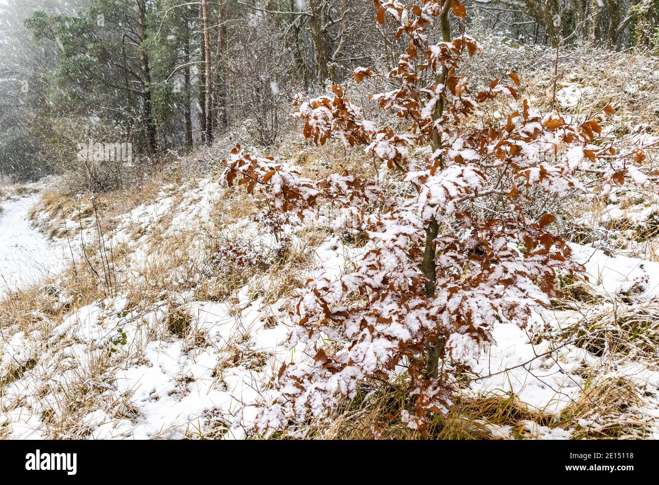 Snow falling on a beech tree sapling in a Cotswold woodland near the ...