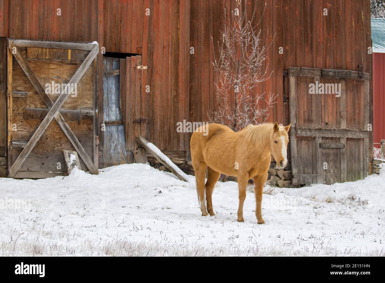 A horse stands by a red barn in a snowy pasture near Spokane ...