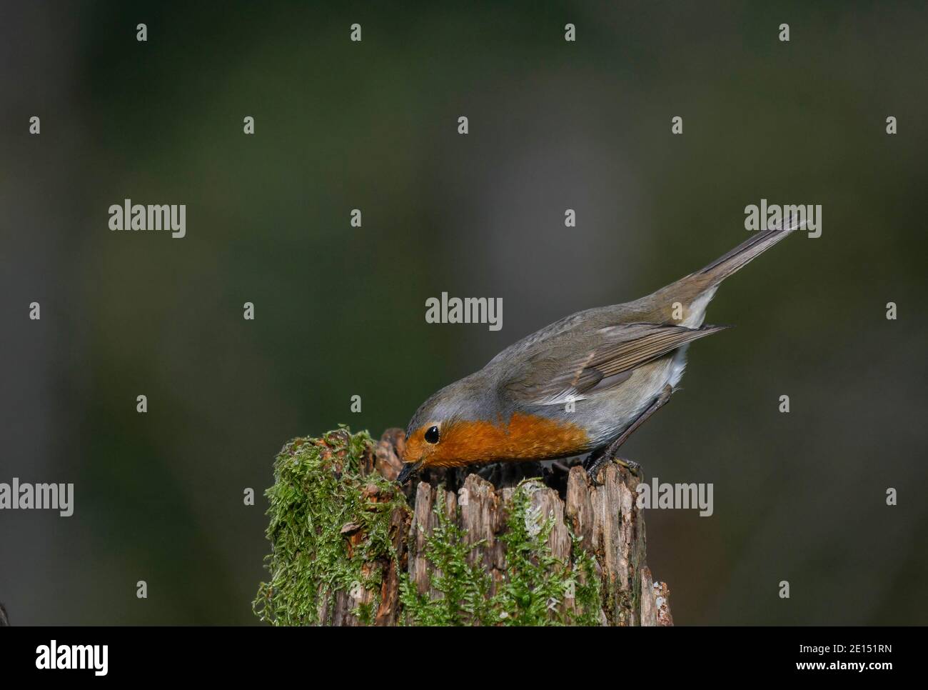 Close-up of robin feeding on a log Stock Photo - Alamy