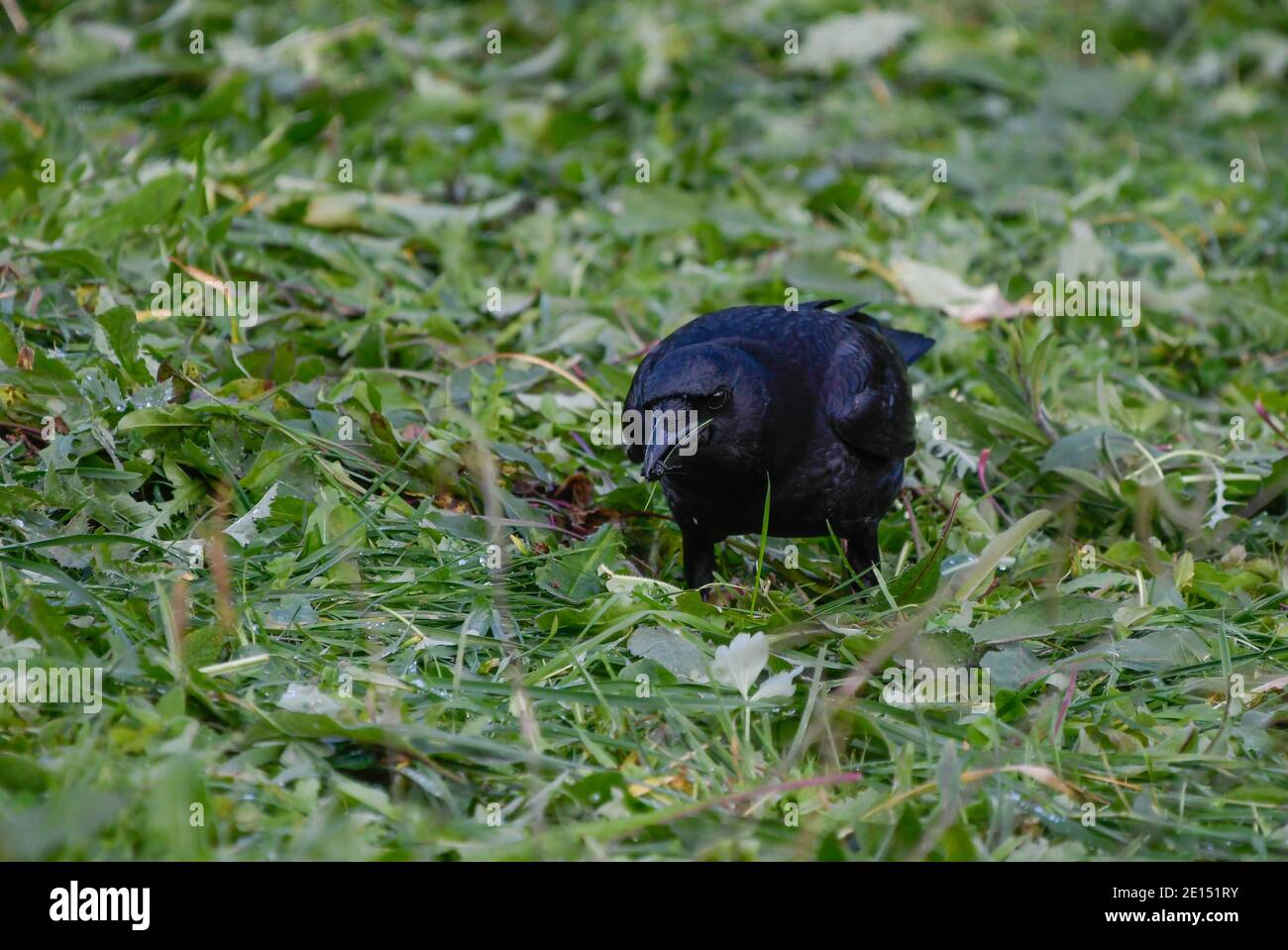 Cricket for birds hi-res stock photography and images - Alamy