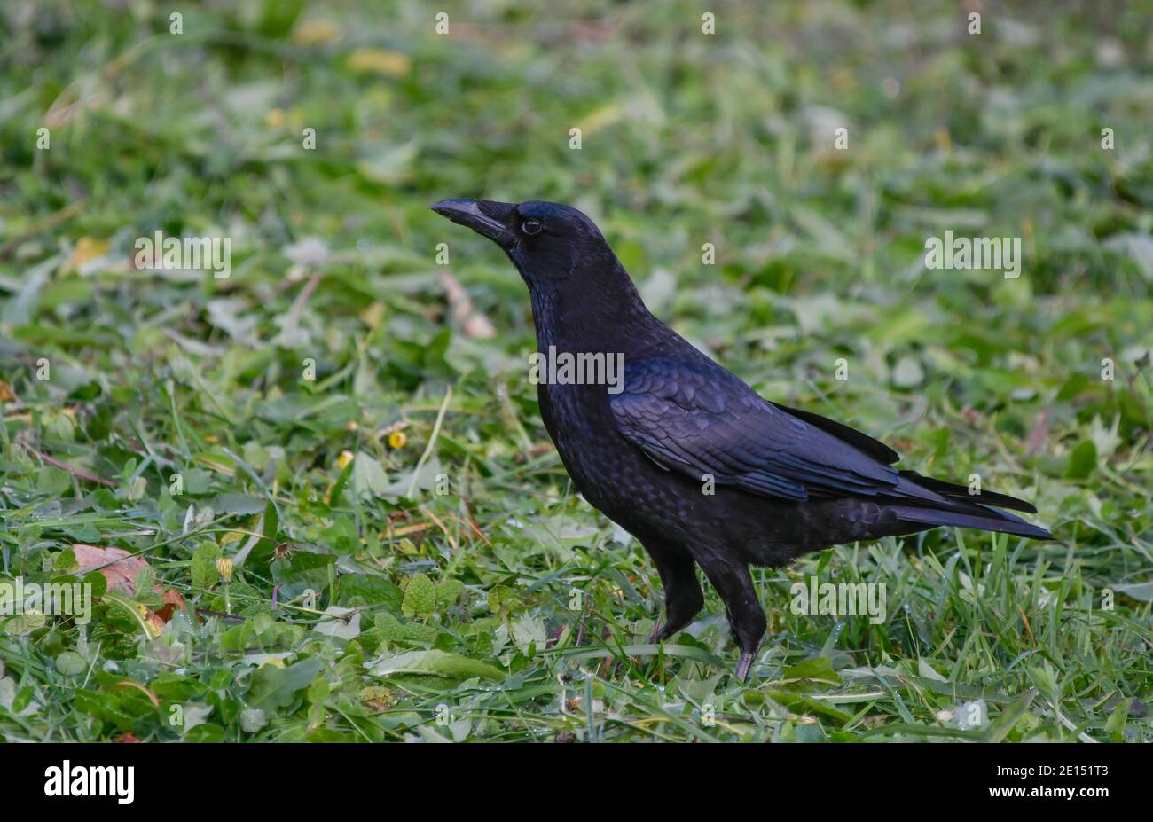 Close-up of a carrion crow Stock Photo - Alamy