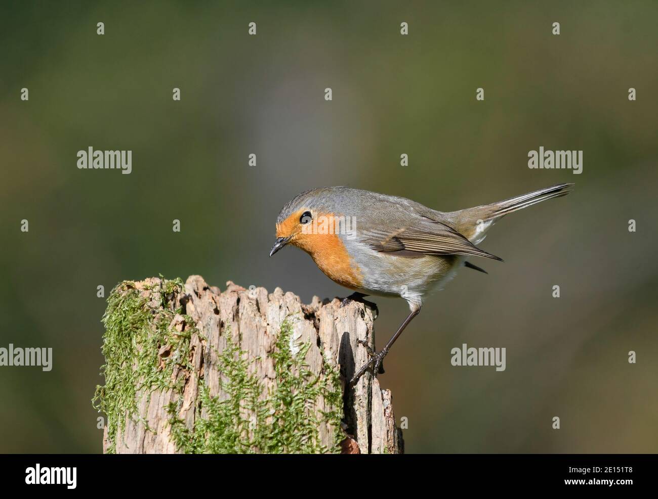 Animales robin hi-res stock photography and images - Alamy