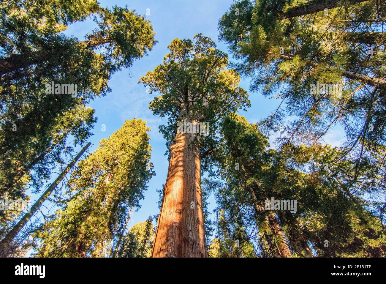 Rising evergreen beauty hi-res stock photography and images - Alamy