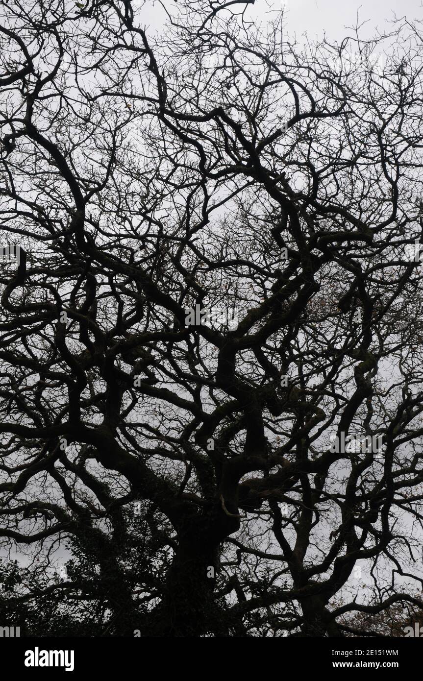 Twisted oak trees hi-res stock photography and images - Alamy