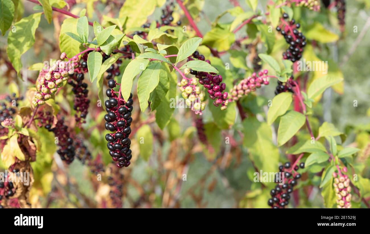 Maroon fruit hi-res stock photography and images - Alamy