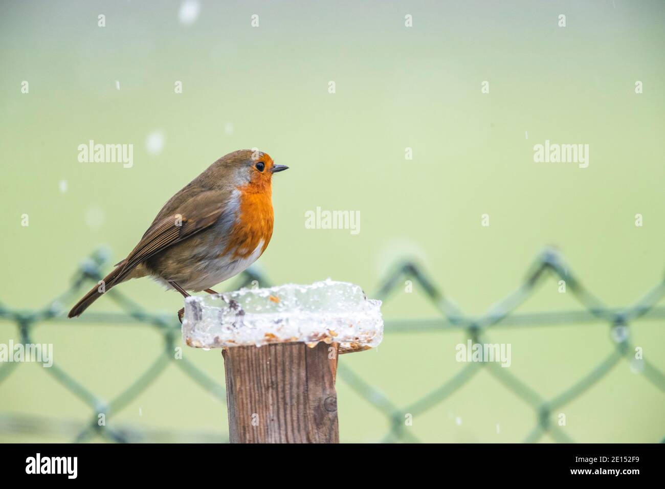 Robin feeding from bird feeder hi-res stock photography and images - Alamy