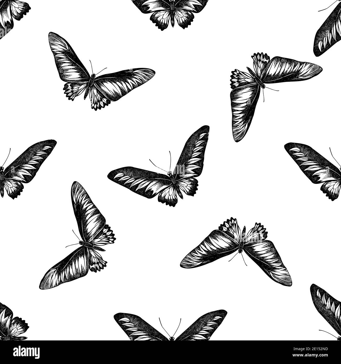 Seamless pattern with black and white rajah brooke s birdwing Stock ...