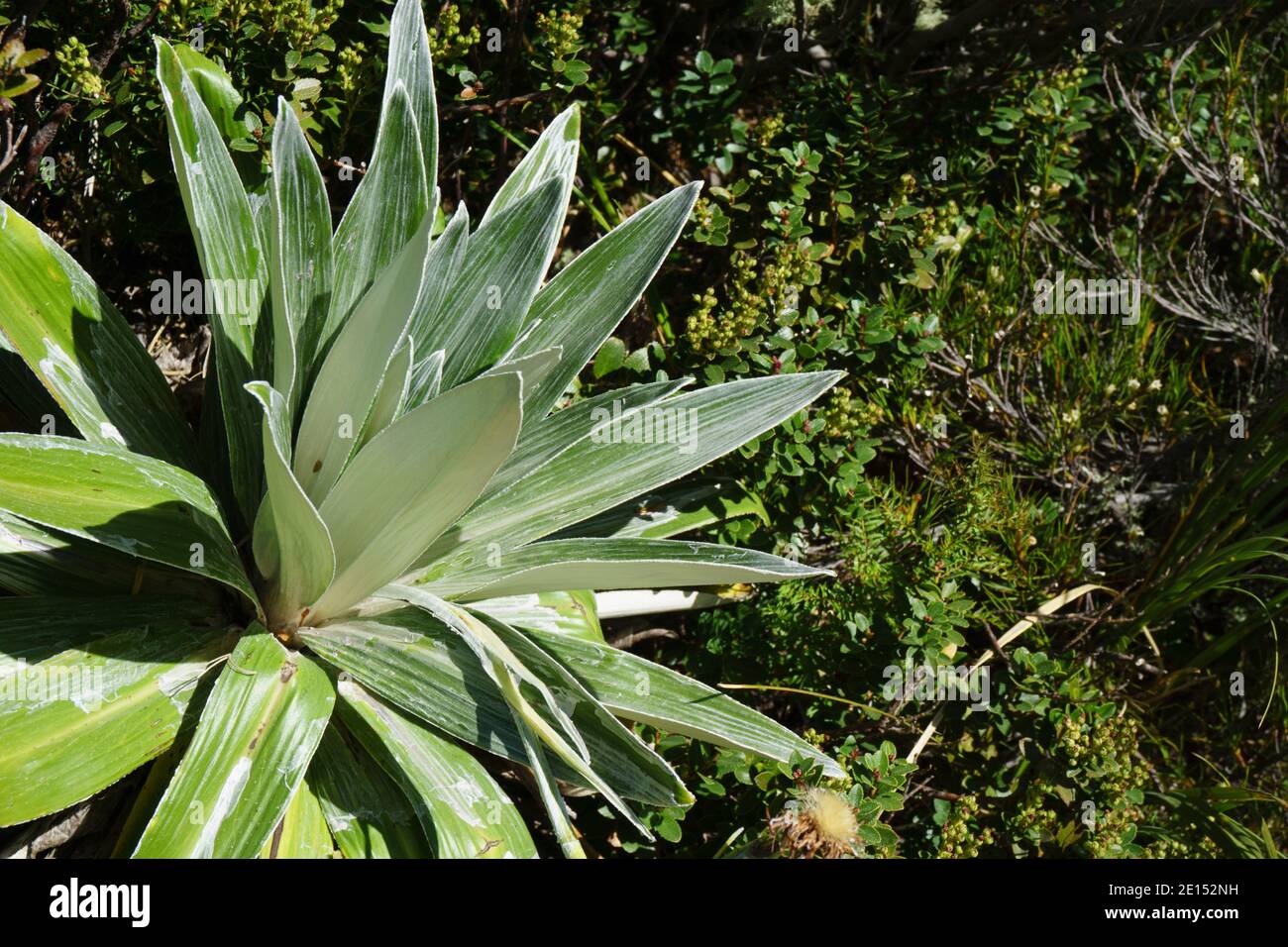 Large Mountain Daisy, Celmisia semicordata Celmisia verbascifolia ...