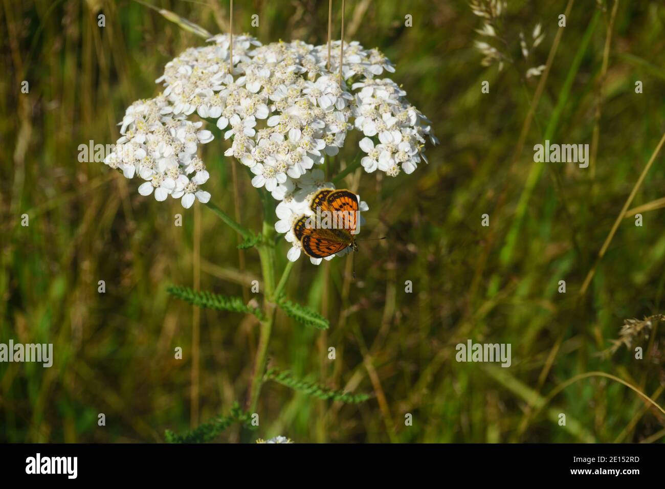 Common copper butterfly on white wildflower Stock Photo - Alamy