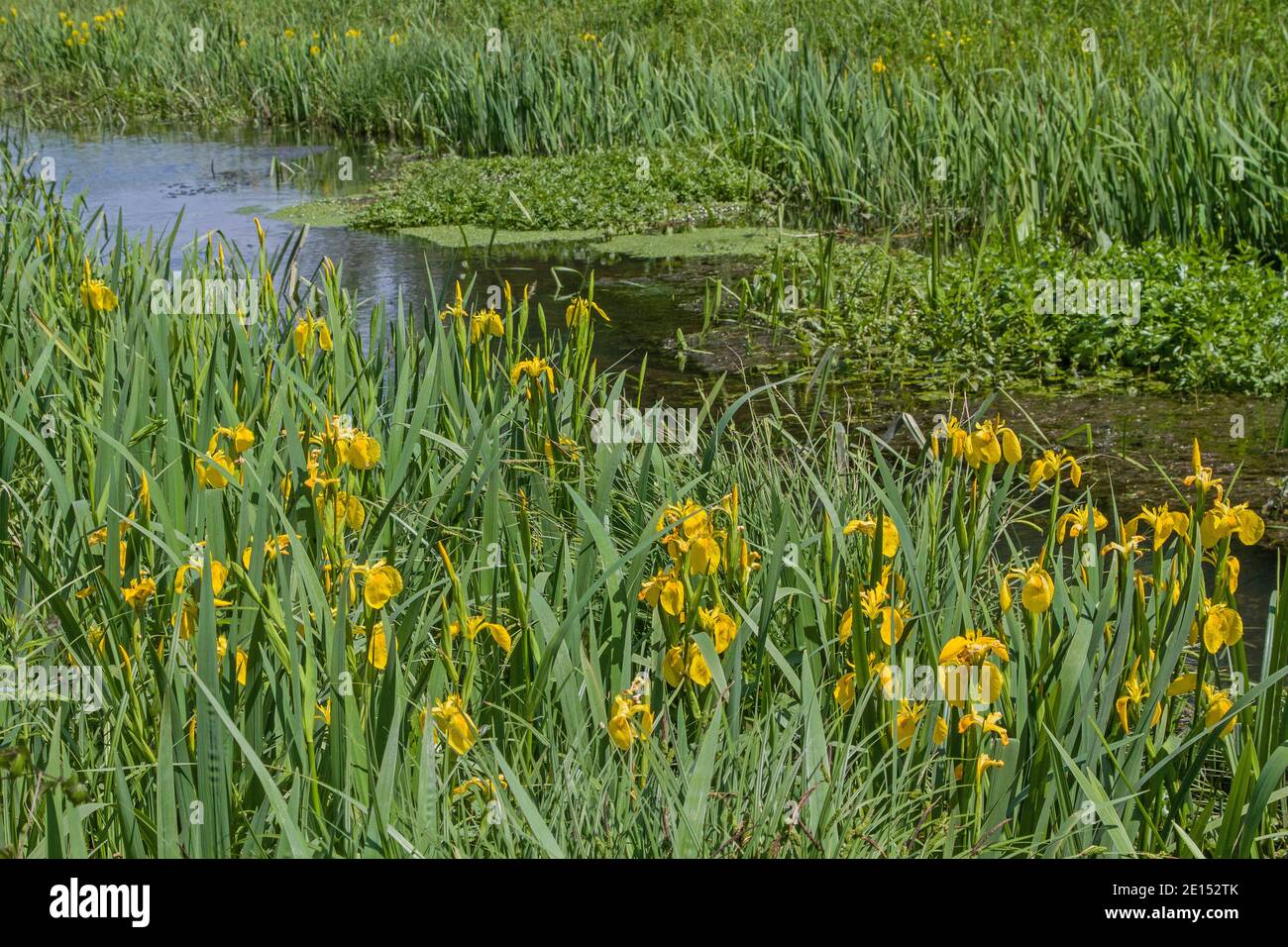 Yellow Water Lily, Also Called Swamp Sword Lily On A Swamp In Istria ...