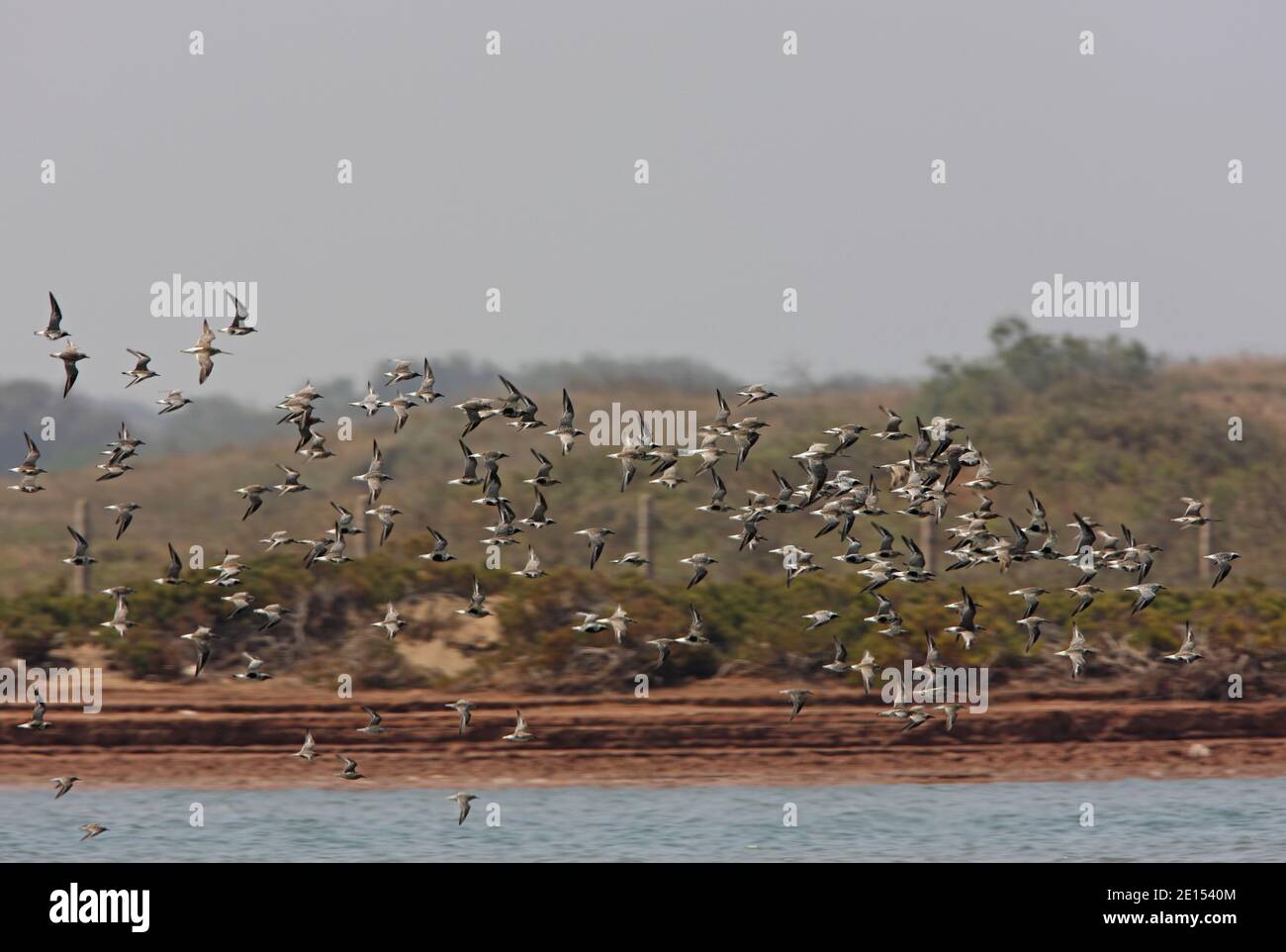 Grey Plover (Pluvialis squatarola) & Bar-tailed Godwit (Limosa ...