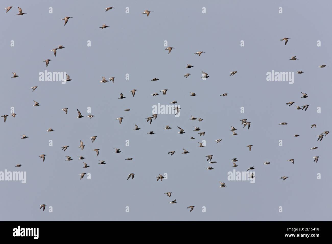 Grey Plover (Pluvialis squatarola) & Bar-tailed Godwit (Limosa ...