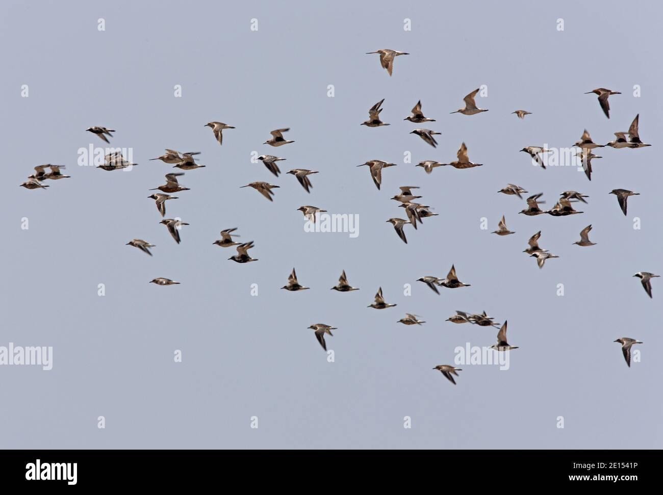 Grey Plover (Pluvialis squatarola) & Bar-tailed Godwit (Limosa ...