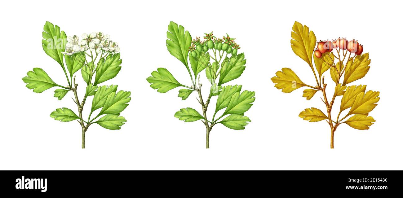 a detailed illustration of hawthorn trees Stock Photo - Alamy