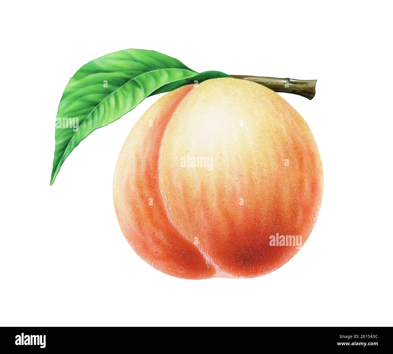 a detailed illustration of a peach Stock Photo - Alamy