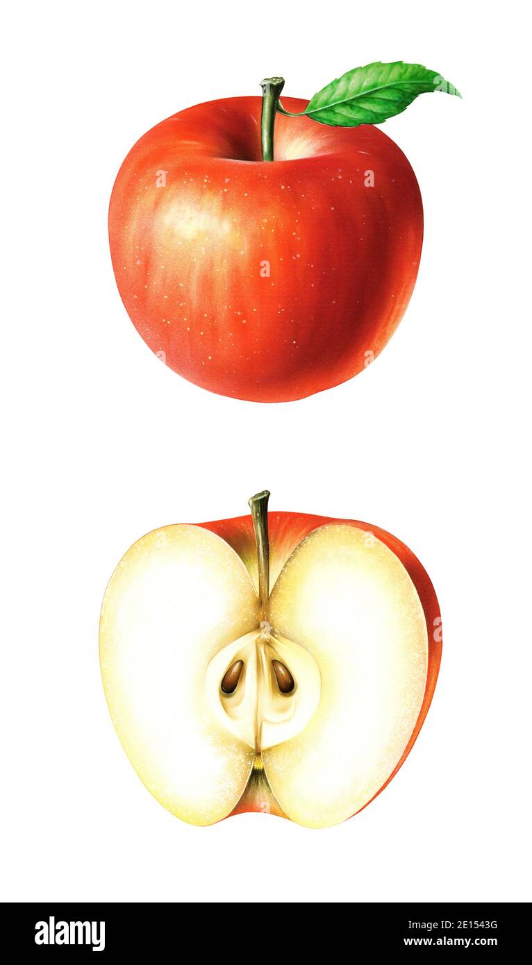 Precise illustration Cut Out Stock Images & Pictures - Alamy