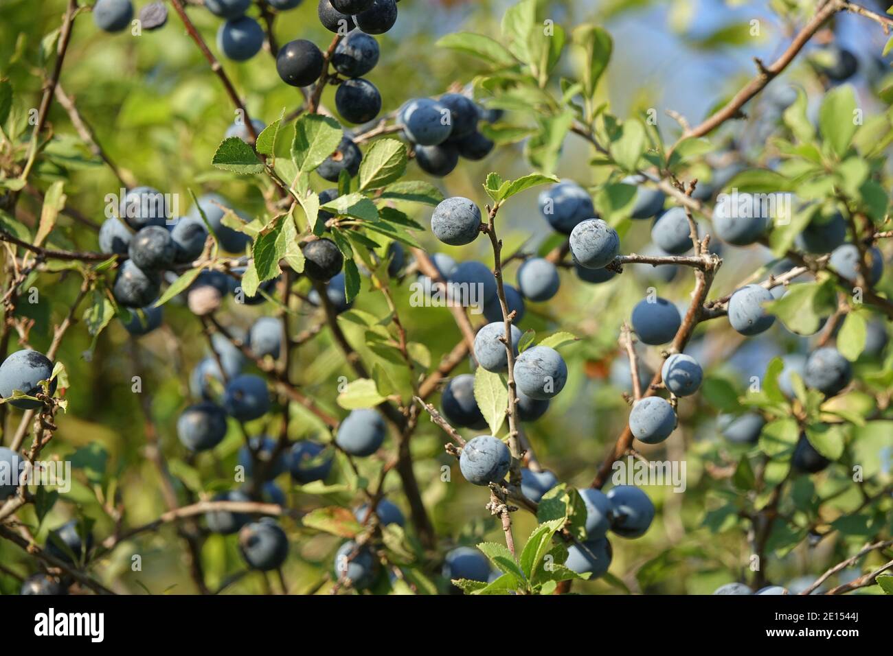 Blackthorn shrubbery hi-res stock photography and images - Alamy