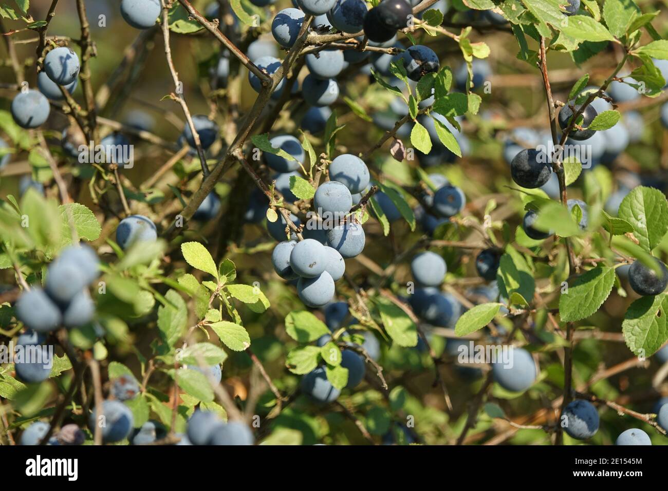 Blackthorn Bush With Ripe Sloes Stock Photo - Alamy