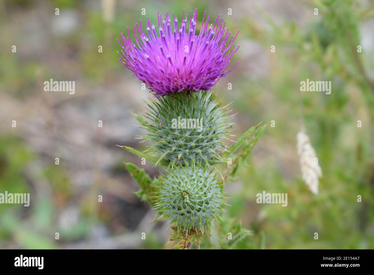 Purple Thistle Flower Growing on the Isle of Portland, Dorset Stock ...