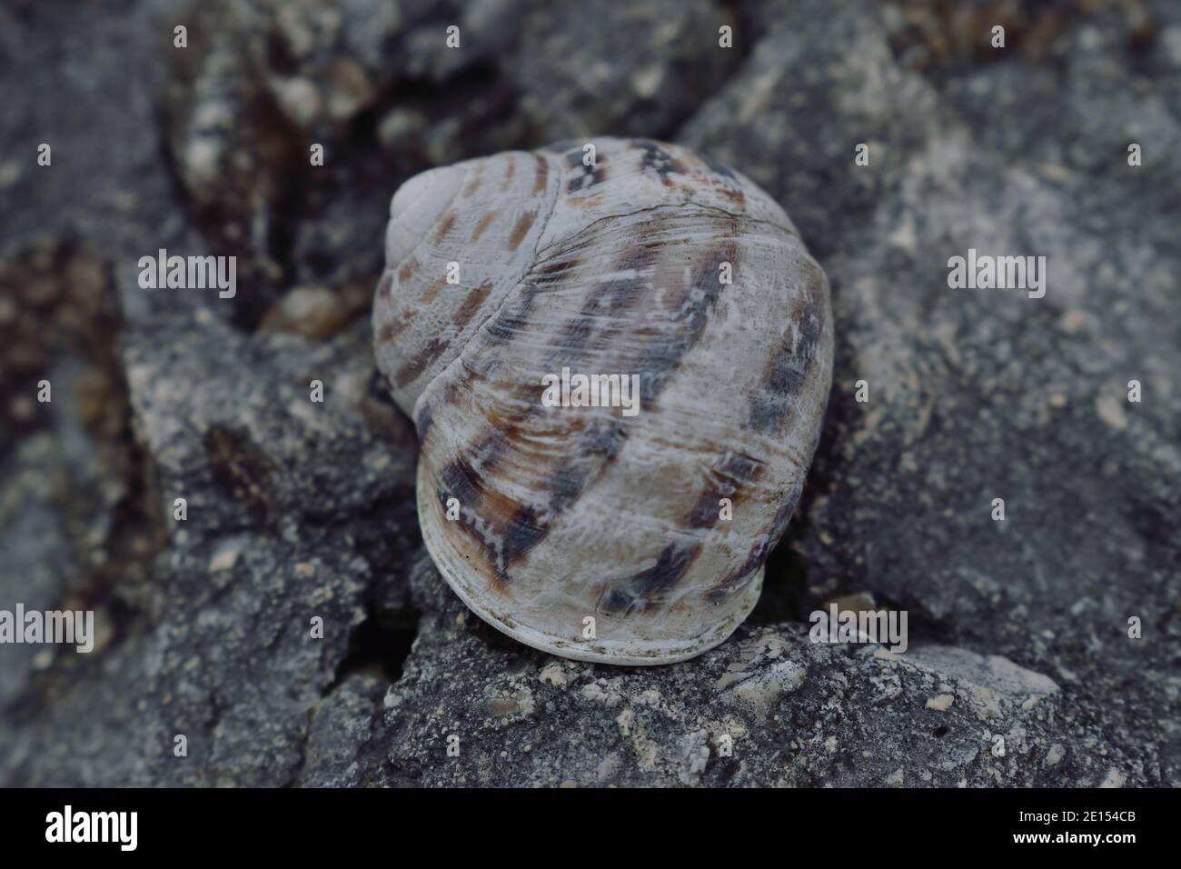 Empty Snail Shell on Rough Stone Stock Photo - Alamy