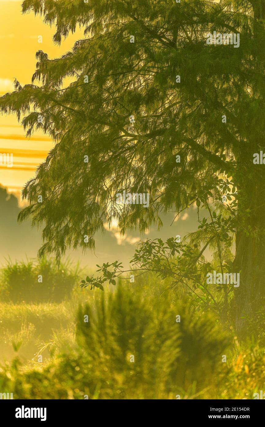 Misty early morning sunrise in the Everglades Stock Photo - Alamy
