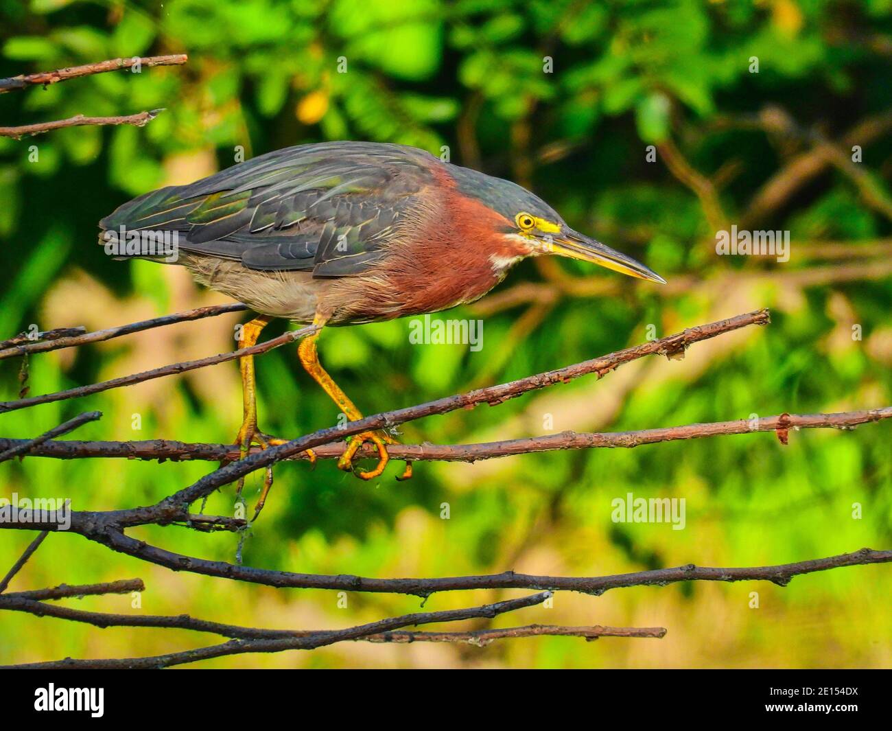 Duck Beak High Resolution Stock Photography and Images - Alamy