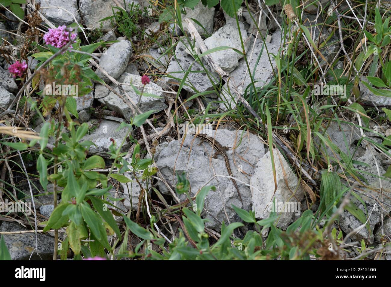 Common Wall Lizard Hiding Among the Rocks and Plants on the Isle of ...