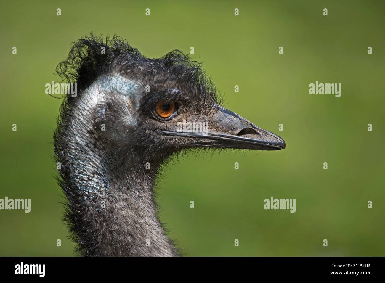 The Big Emu Is Native To Australia And The Largest Running Bird There ...