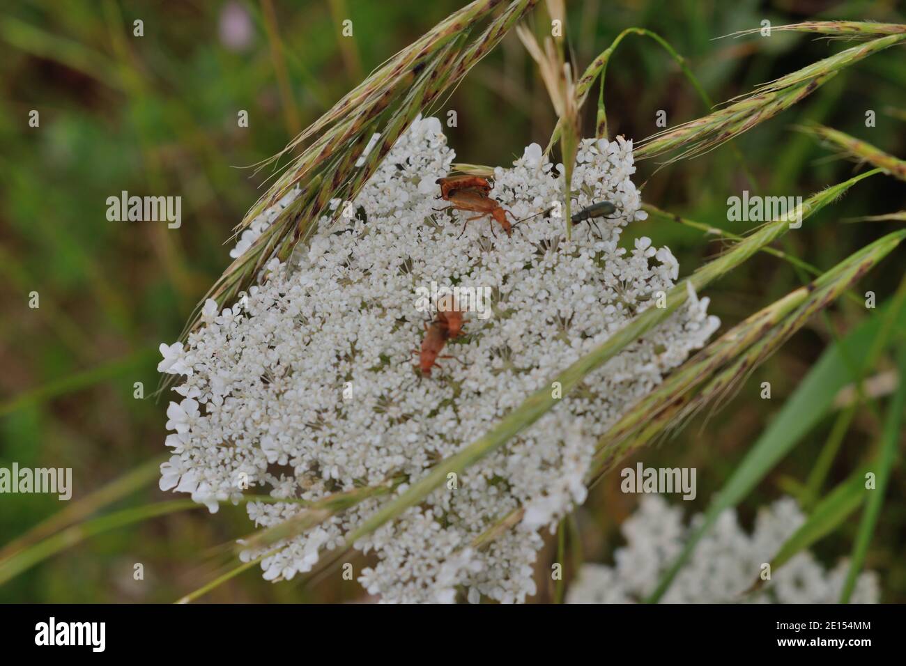 Common Red Soldier Pairs Mating on Wild Carrot Flower on the Isle of ...