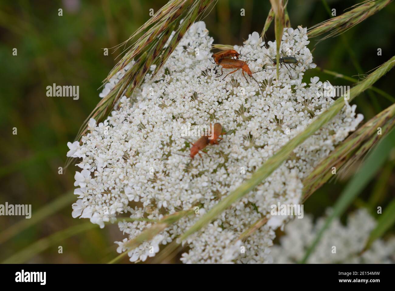 Common Red Soldier Pairs Mating on Wild Carrot Flower on the Isle of ...