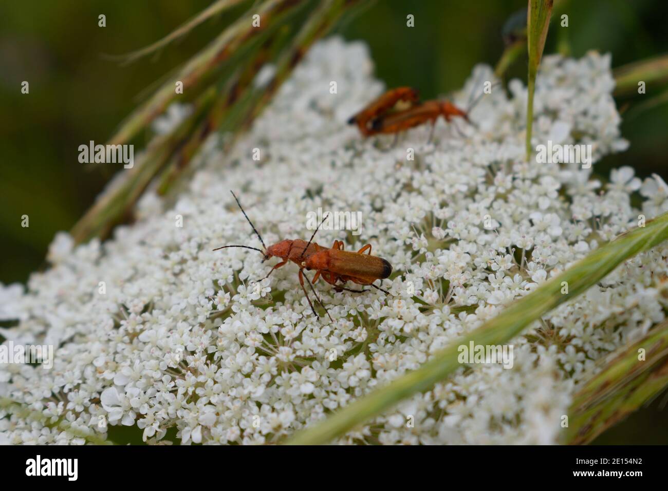 Common Red Soldier Pairs Mating on Wild Carrot Flower on the Isle of ...