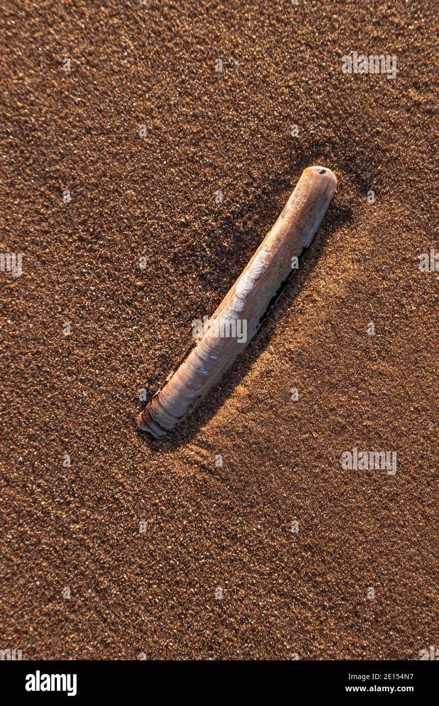Razor Shell On Sand Beach High Resolution Stock Photography and Images ...
