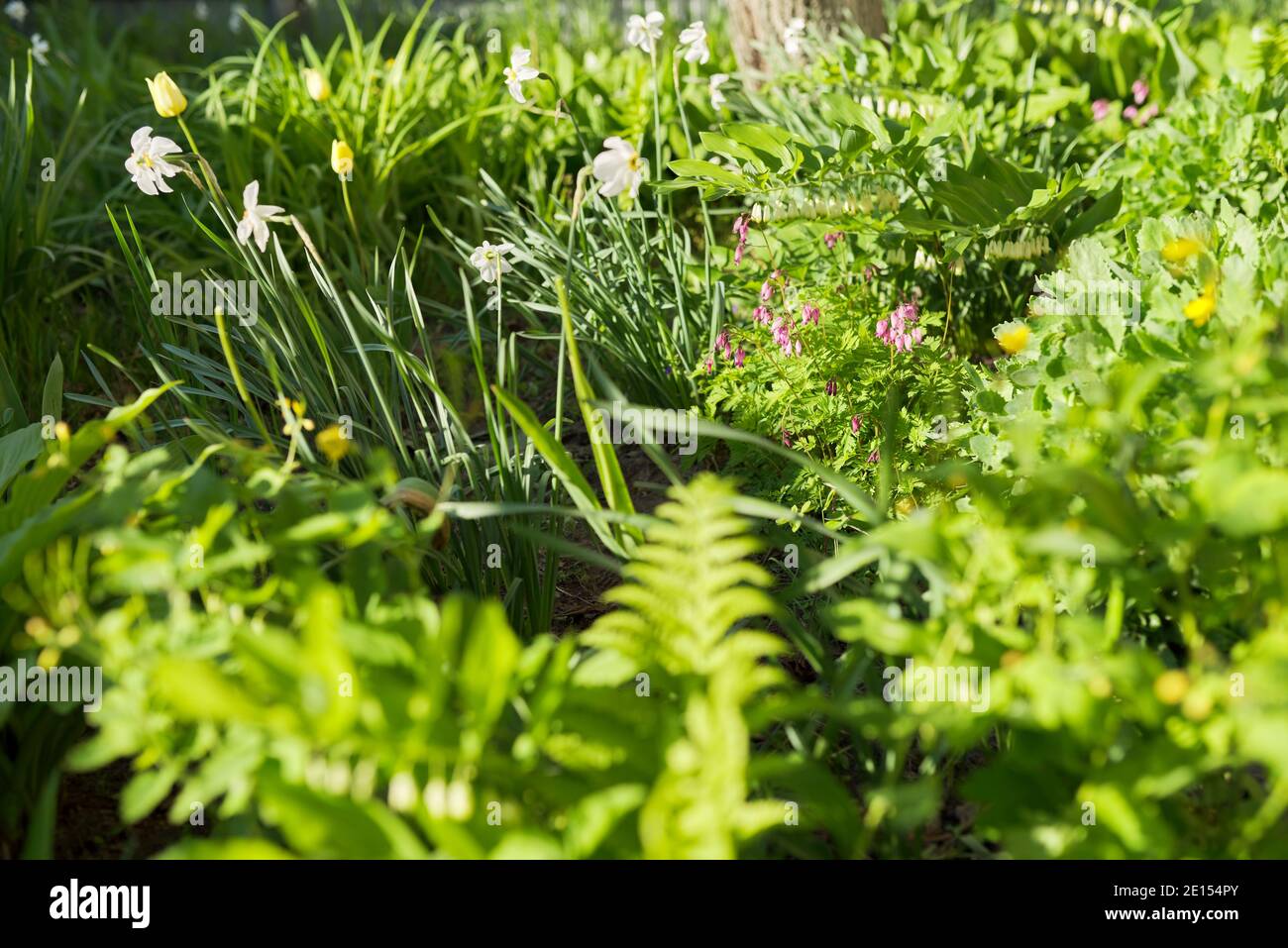 Spring natural background, green meadow herbs and blooming garden ...