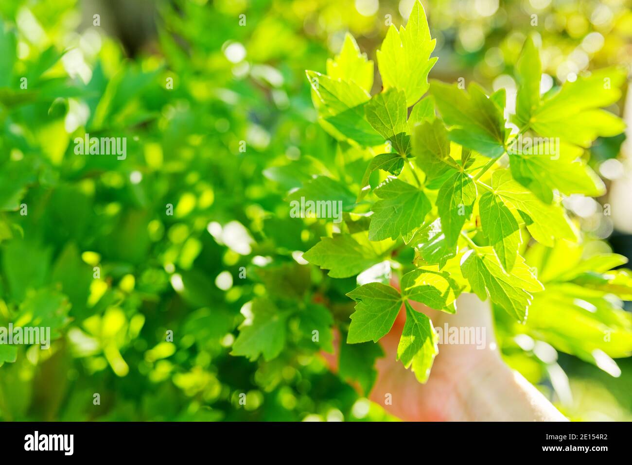 Fresh lovage leaves on hi-res stock photography and images - Alamy