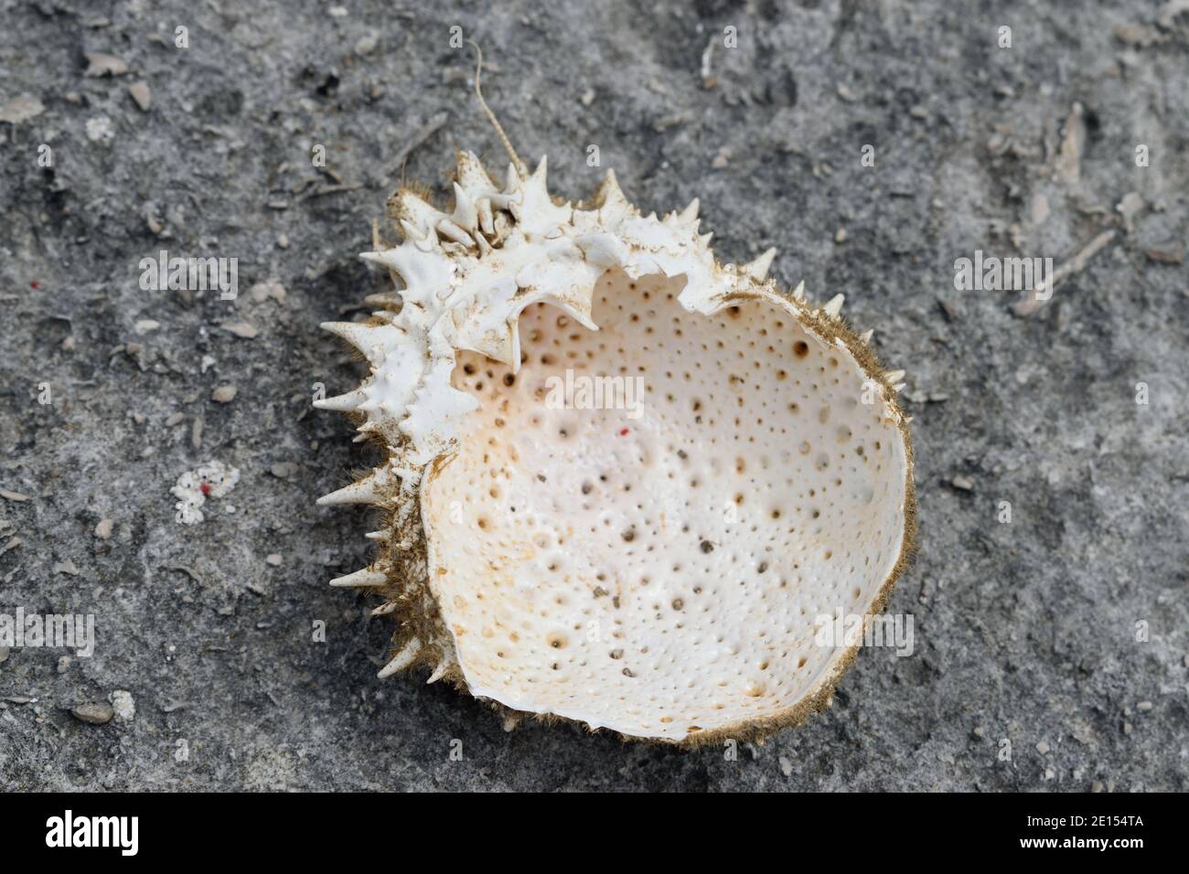 Empty crab shell uk hi-res stock photography and images - Alamy