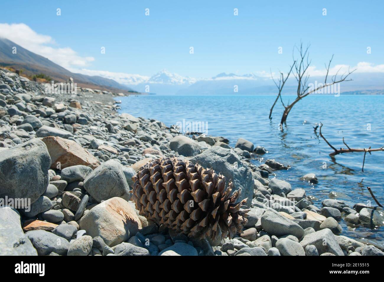 Pine cone and branches on lake edge as scenic or tourism background ...