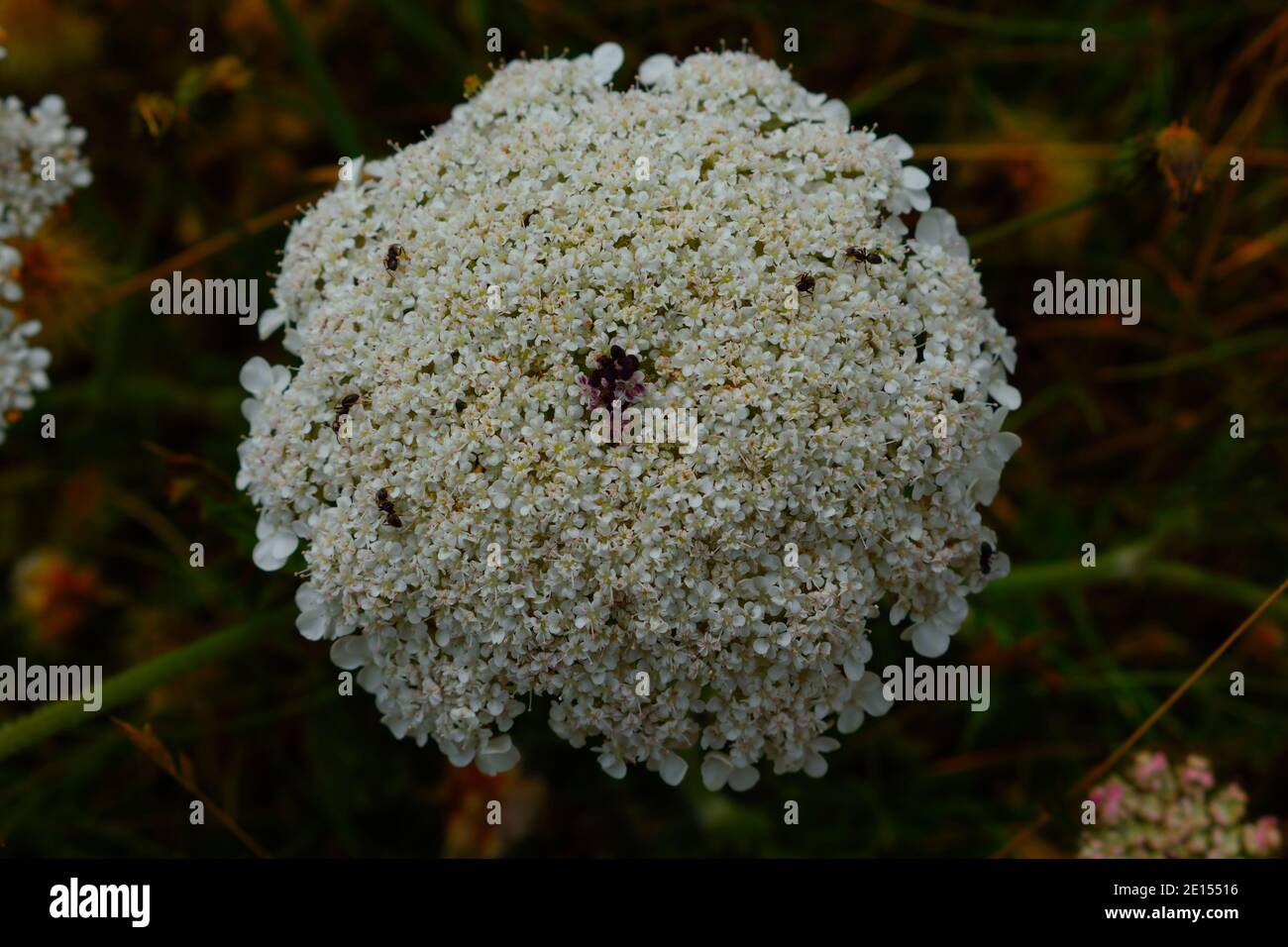 Ants on Wild Carrot Blossoms Stock Photo - Alamy