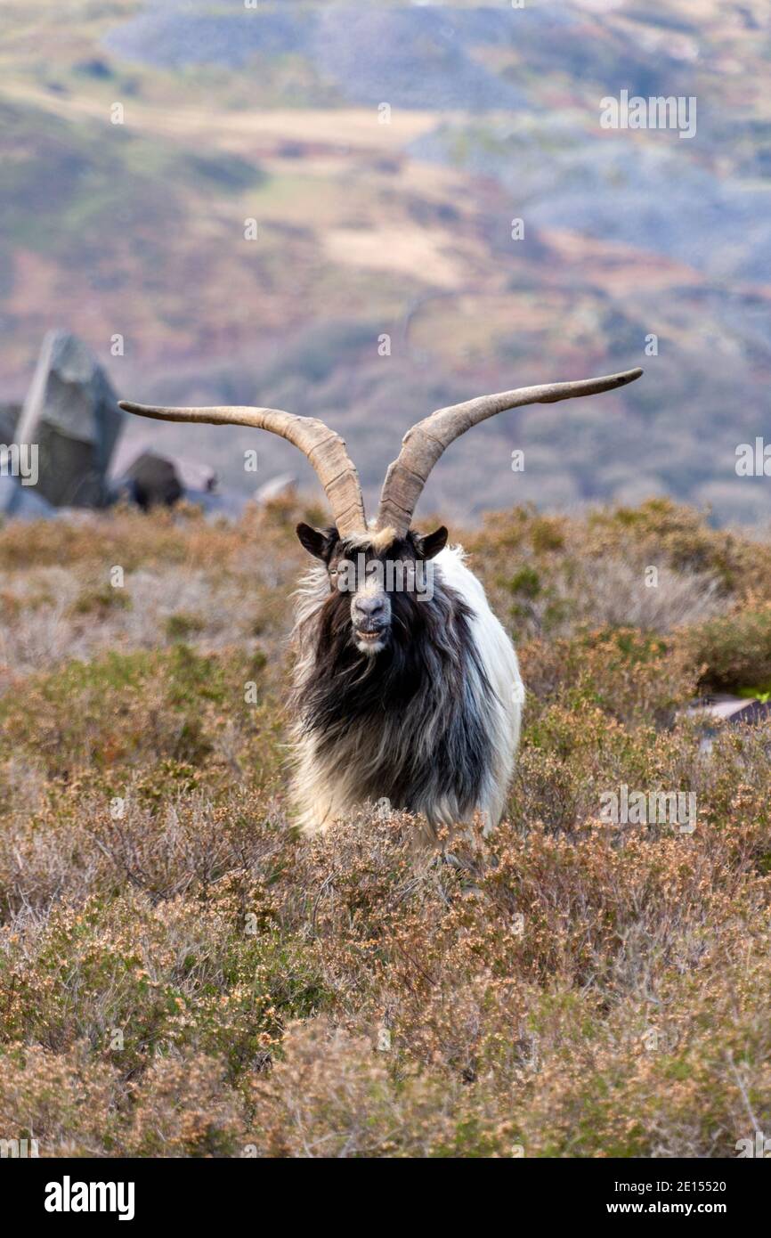 Snowdonia wales heather hi-res stock photography and images - Alamy
