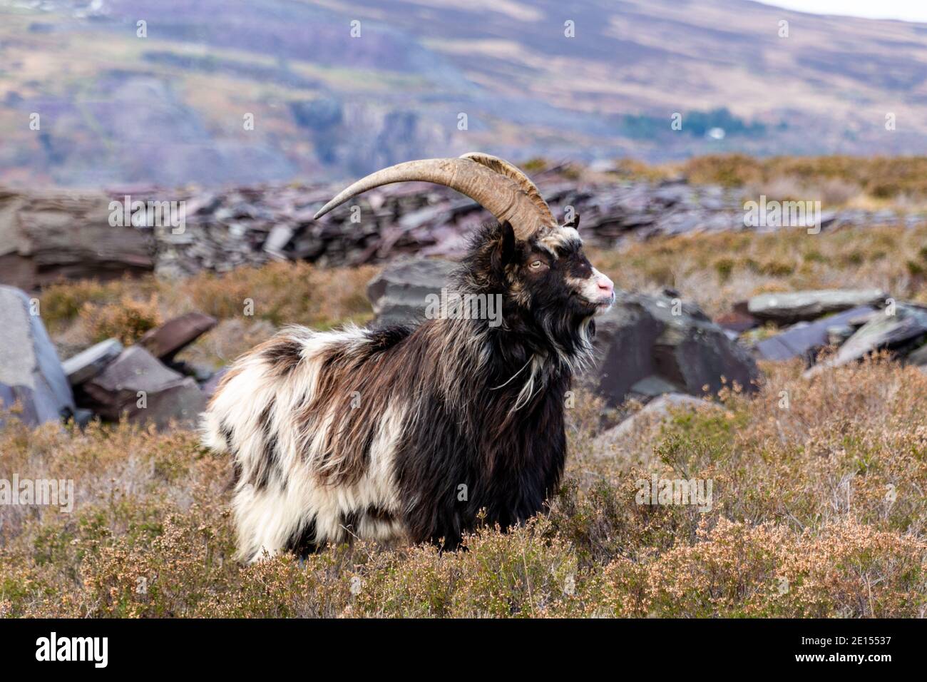Wild mountain goat at Dinorwic quarry in Llanberis in the Snowdonia ...