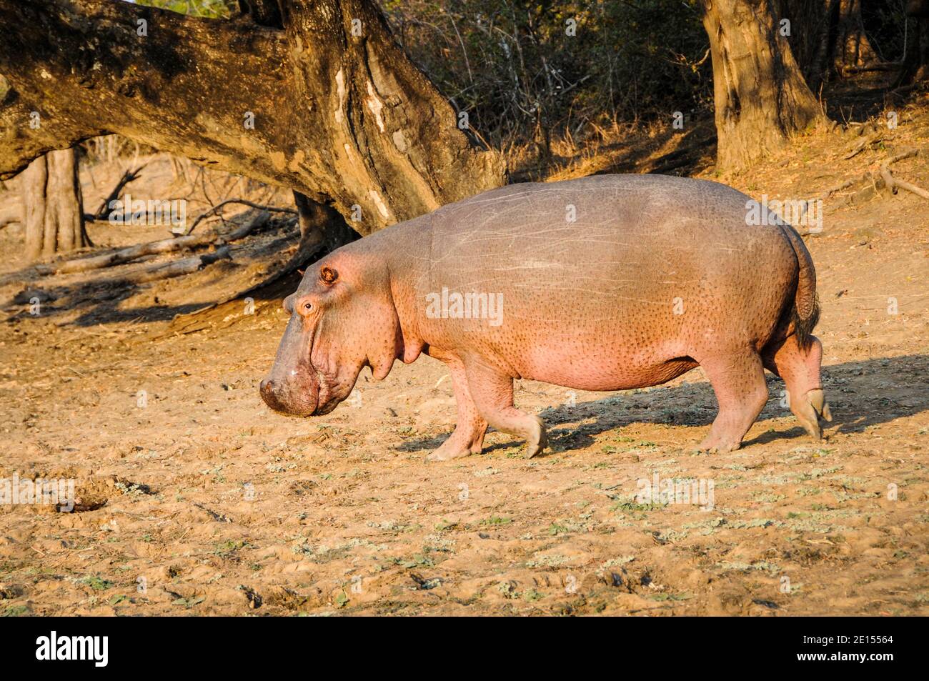 Side view of Hippo (Hippopotamus amphibius) walking on dry land in the ...