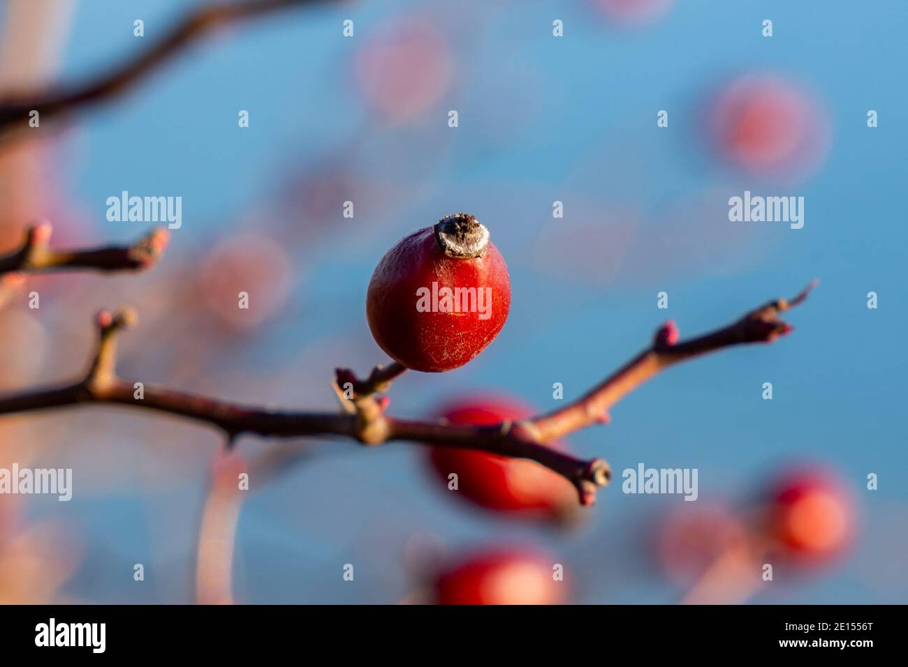 Red rose hips of dog rose. Rosa canina, commonly known as the dog rose ...