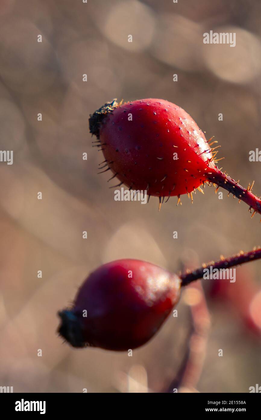 Red rose hips of dog rose. Rosa canina, commonly known as the dog rose ...