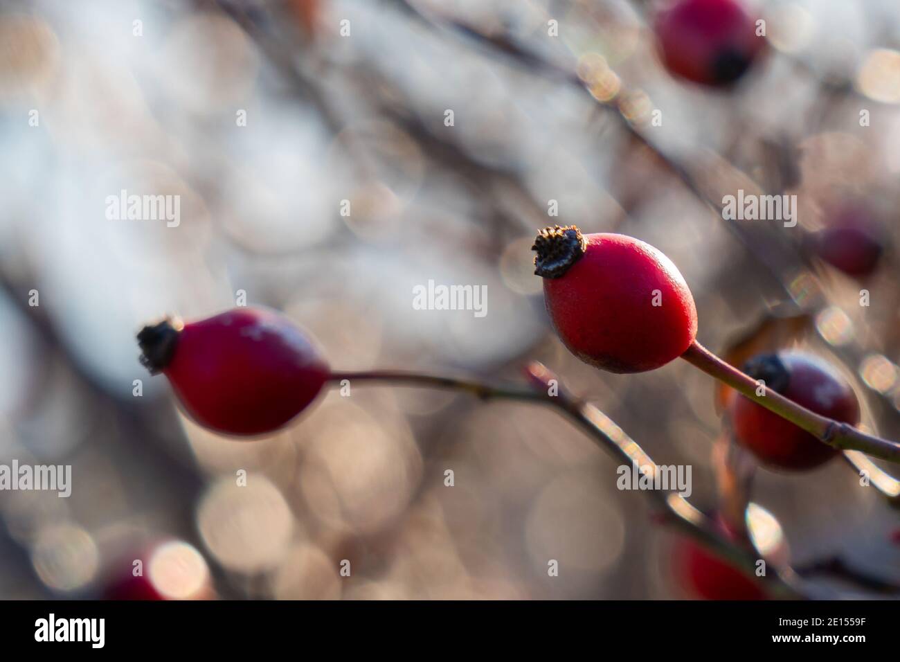 Red rose hips of dog rose. Rosa canina, commonly known as the dog rose ...