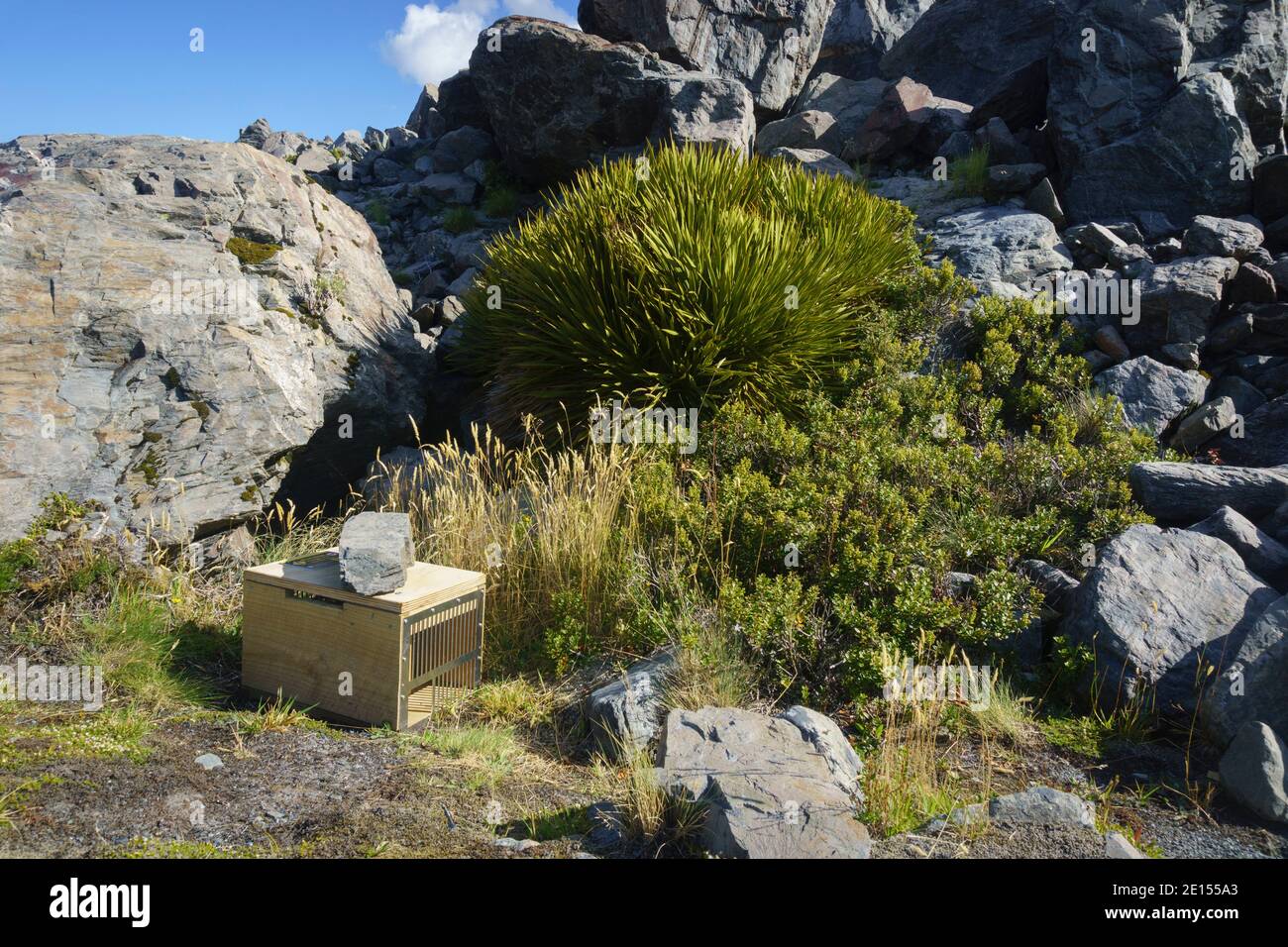 Predator trap amongst rocky landscape with native bushes set to catch ...