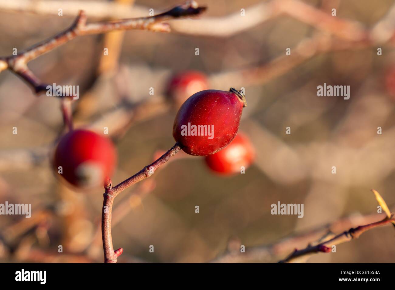 Red rose hips of dog rose. Rosa canina, commonly known as the dog rose ...