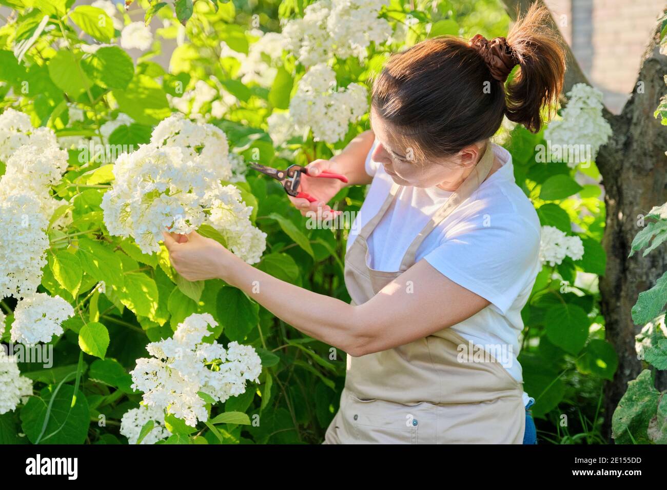 Mature woman in apron with garden shears near flowering hydrangea bush ...
